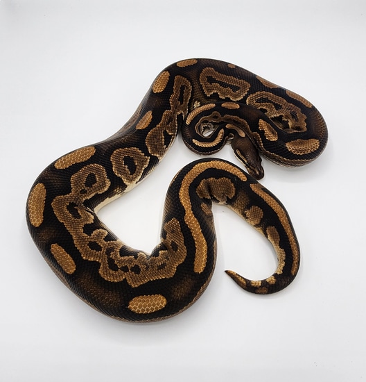 Cinnamon Yellow Belly Het Pied Ball Python by The Noodle Group