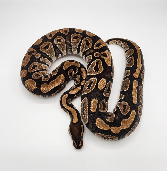 Mystic Yellow Belly - Proven Breeder Ball Python by The Noodle Group