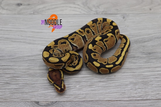 Fire 50% Het Clown Ball Python by The Noodle Group