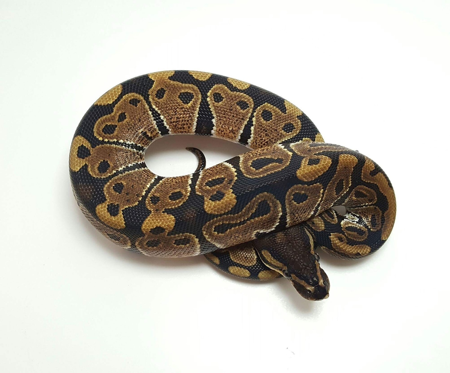100% Het. VPI Snow Ball Python by The Reptile Room LLC - MorphMarket
