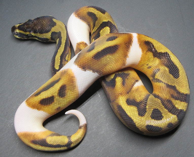 Double Smiley Face Enchi Pied Ball Python by 7Snakes - MorphMarket