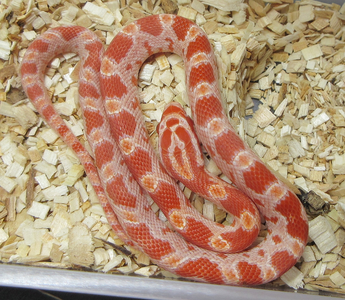 Amel Het Charcoal, 66% Pos Het Anery, Diffused Corn Snake by 7Snakes ...