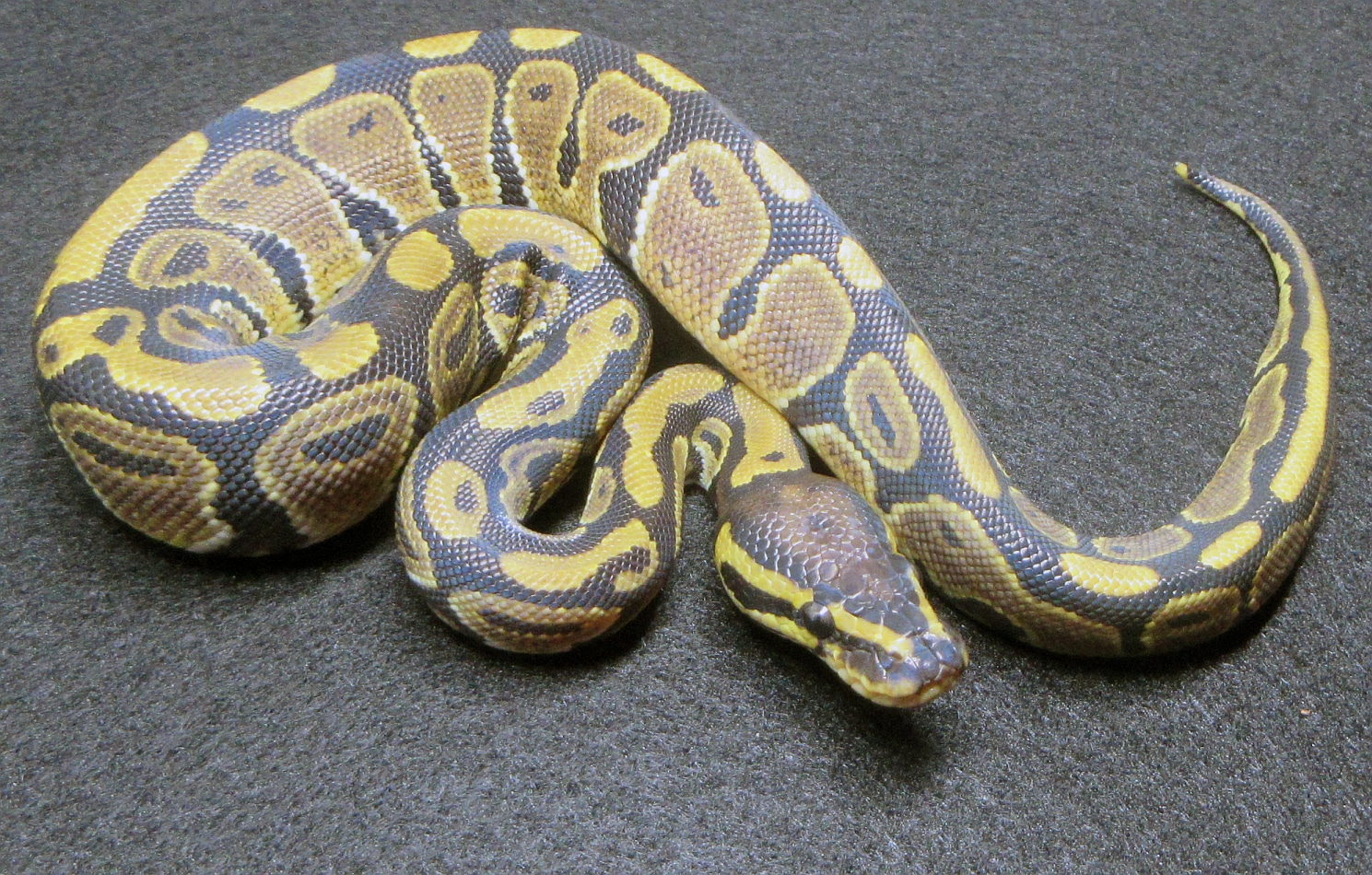 Normal 50% Pos Het Pied Ball Python by 7Snakes - MorphMarket