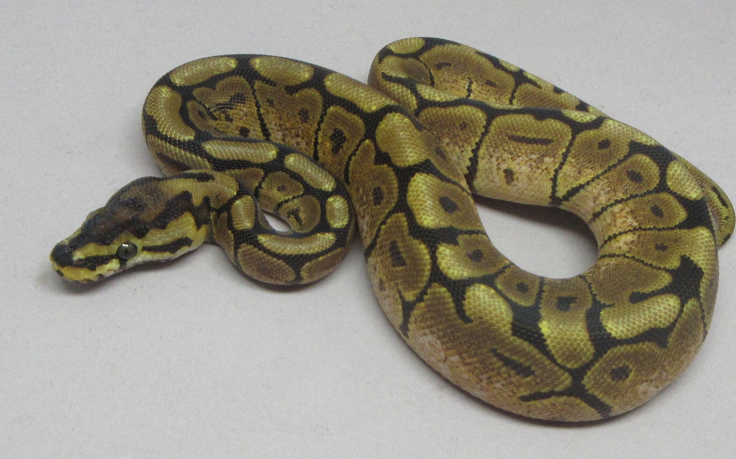 Spider 66% Het Pied Ball Python by 7Snakes - MorphMarket