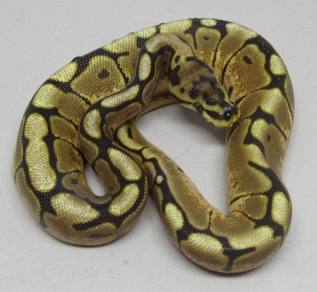 Spider 66% Het Pied Pos OD Ball Python by 7Snakes - MorphMarket