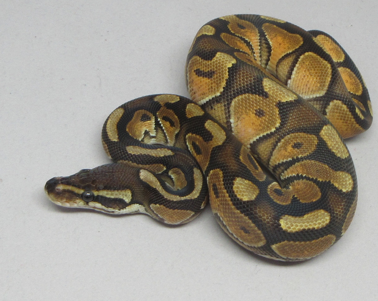 Cinnamon Enchi 50% Pos Het Pied Ball Python by 7Snakes - MorphMarket