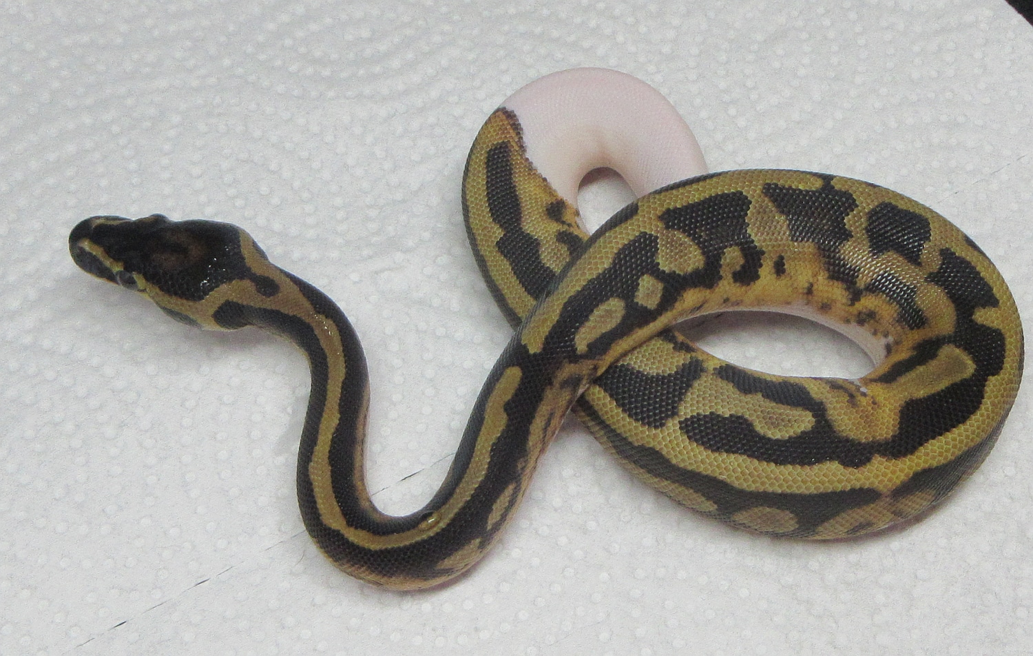 Pied Ball Python by 7Snakes - MorphMarket