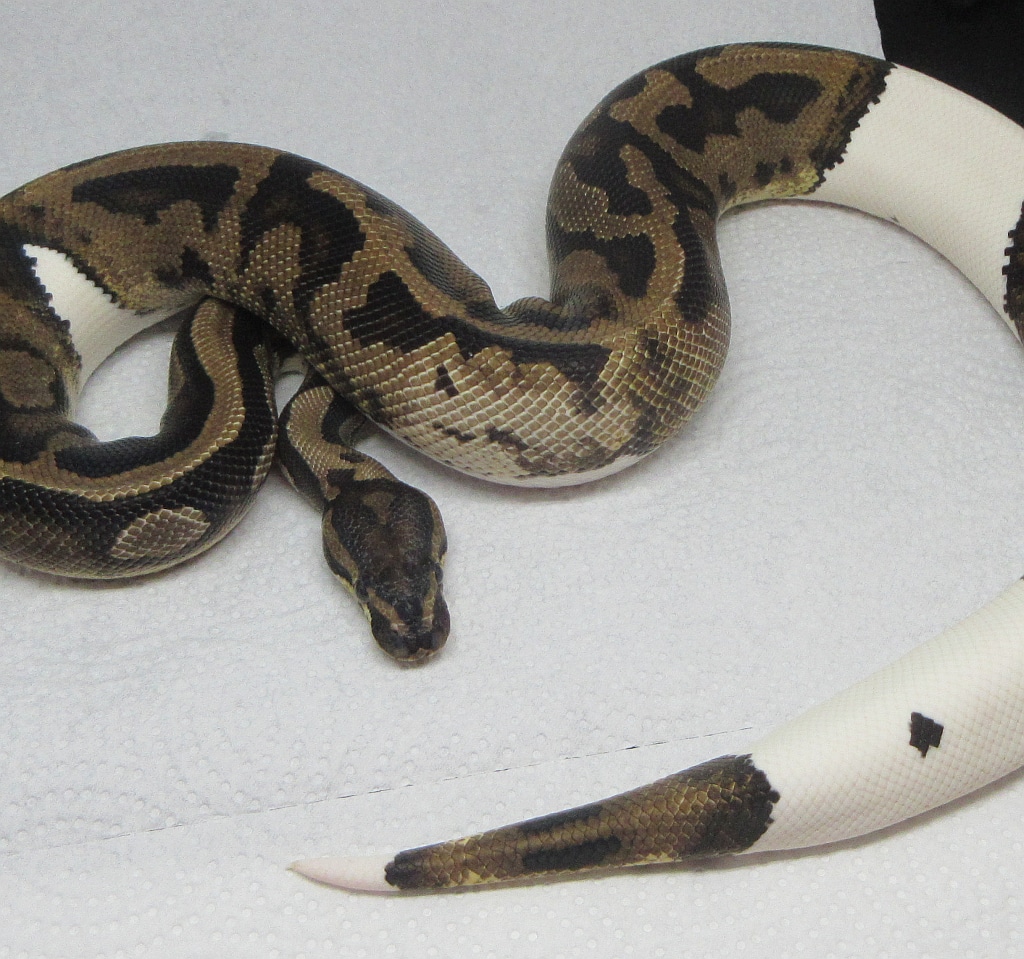 Paradox Proven Breeder Male Pied Ball Python by 7Snakes - MorphMarket