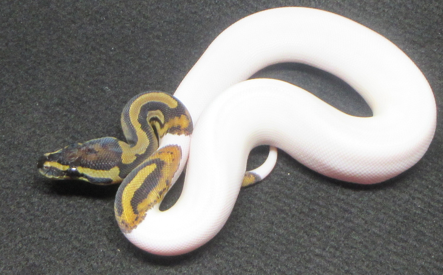 Yellowbelly Pied Ball Python by 7Snakes - MorphMarket