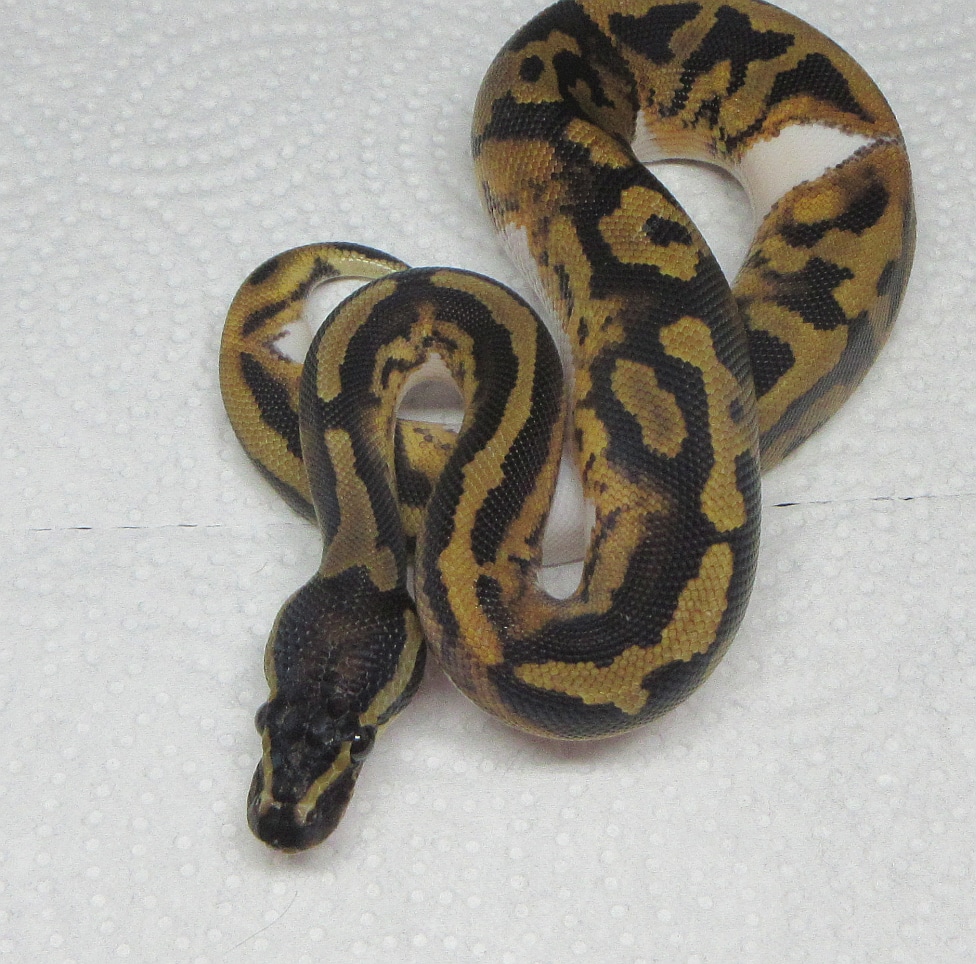 Yellowbelly Pied Ball Python by 7Snakes - MorphMarket