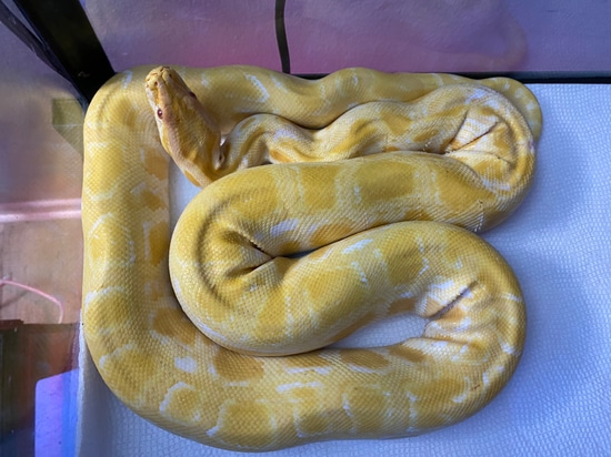 Abino Gulf Coast Caramel Burmese Python by The Snake Mann
