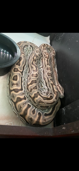 Hypo Labyrinth Het Albino Burmese Python by The Snake Mann