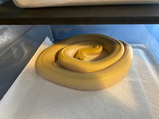 Blizzard Het Labyrinth Burmese Python by The Snake Mann
