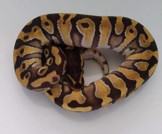 Mystic Vanilla Ball Python by The Snake Realm