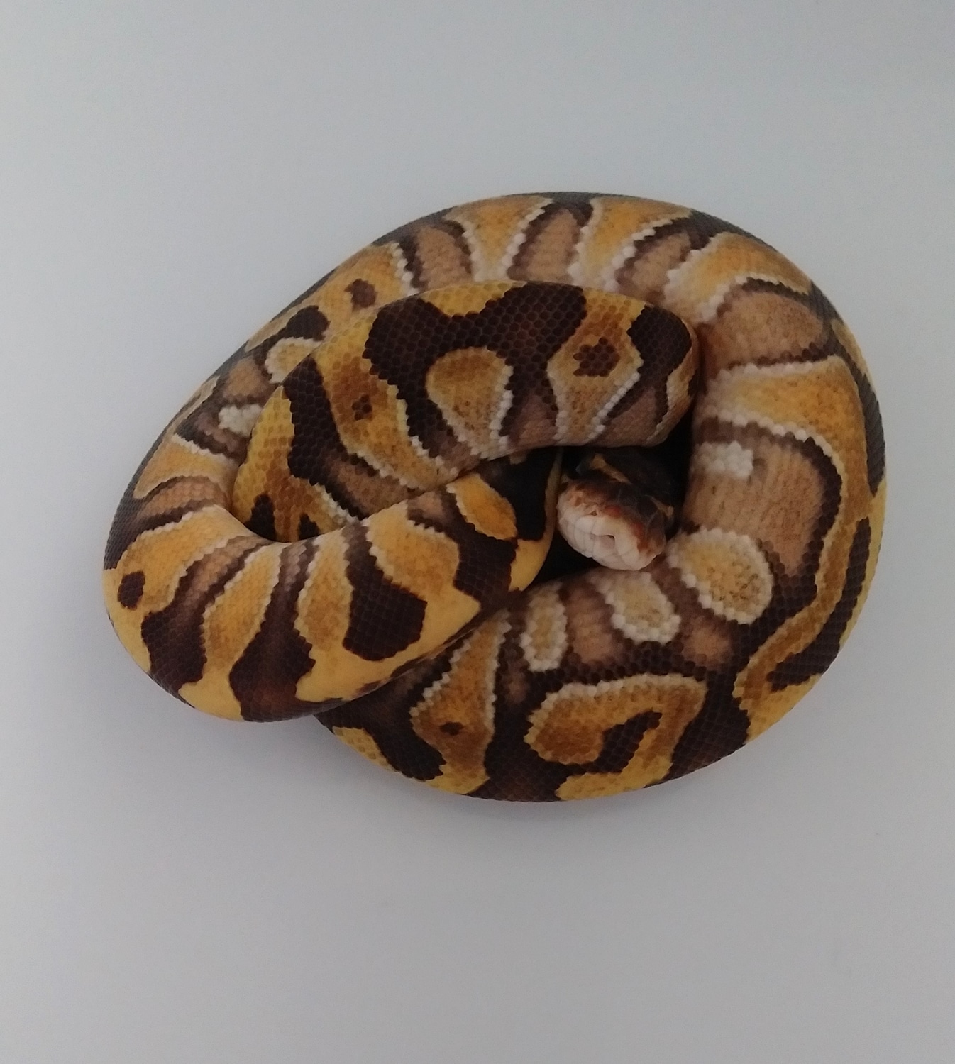 Enchi Vanilla Ball Python by The Snake Realm - MorphMarket