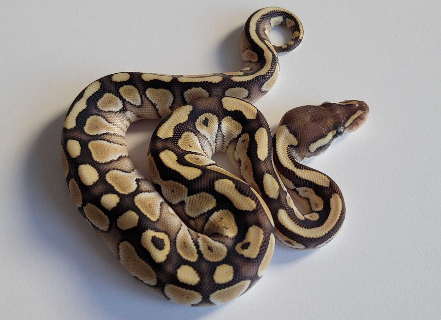Lesser Het Desert Ghost 50% Het Clown Ball Python by The Snaker ...
