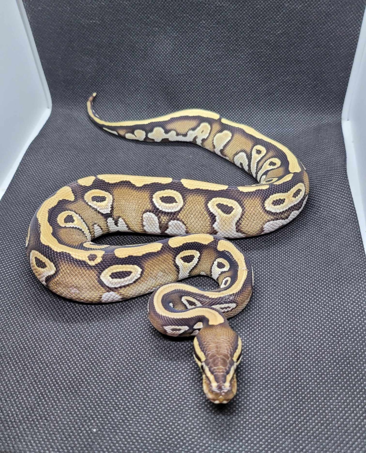 Mojave 100% DH Clown Piebald Ball Python by The Snaker - MorphMarket