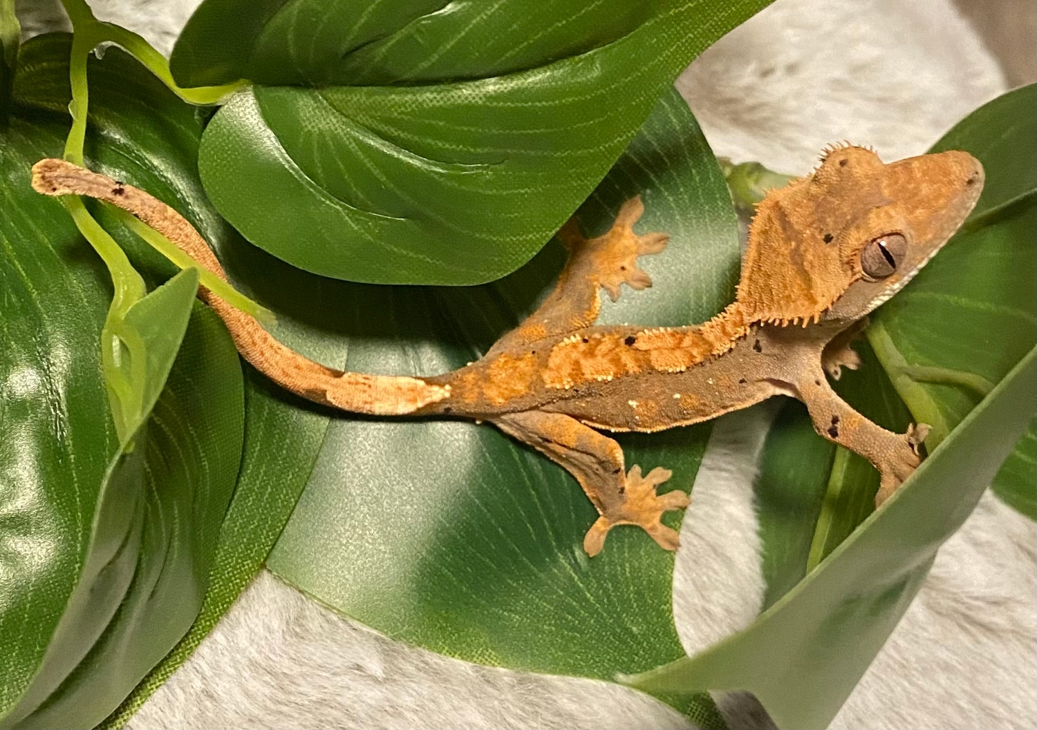 Unsexed Crested Gecko by The Stellar Aesthetic - MorphMarket