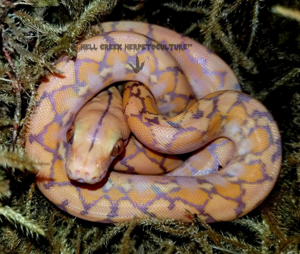 Super Dwarf Purple Albino 66% Poss Het Snow Reticulated Python by Hell ...