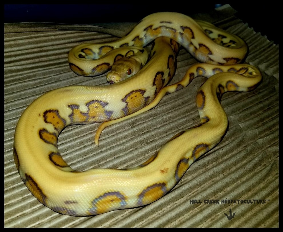 Orange Glow Jaguar Reticulated Python by Hell Creek Reptiles - MorphMarket