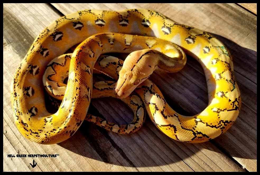 Lemon Glow 100% Double Heterozygous Albino Anthrax Reticulated Python ...