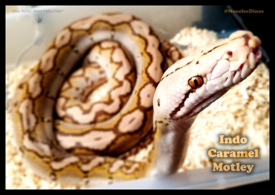 Indo Caramel Motley Reticulated Python by Hell Creek Reptiles