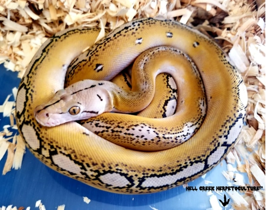 0.1 Lemon Glow Motley Double Het Albino Anthrax Reticulated Python by ...
