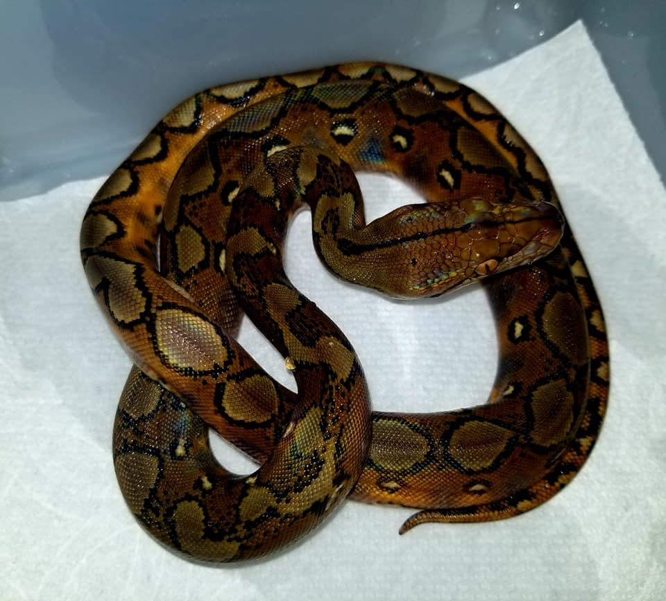 Sunfire 100% Het Indo Caramel Reticulated Python by Hell Creek Reptiles ...