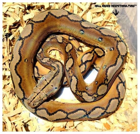 Motley Sunfire 100% Het Indo Caramel Reticulated Python by Hell Creek ...