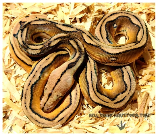 Motley Sunfire Tiger 100% Het Indo Caramel Reticulated Python by Hell ...