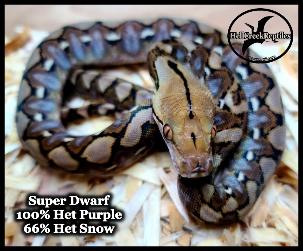Super Dwarf 100% Het Purple 66% Het Snow Reticulated Python by Hell ...