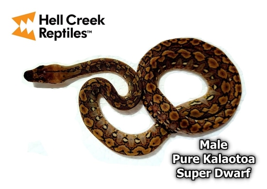 Pure Kalaotoa Superdwarf Reticulated Python by Hell Creek Reptiles