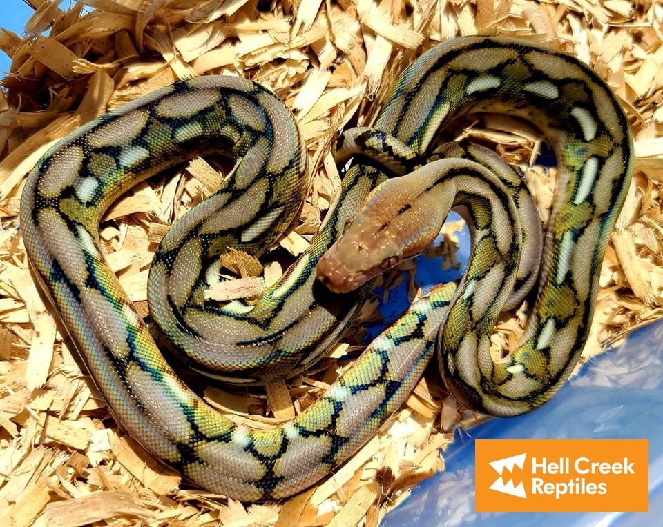 Super Dwarf Anery Tiger 100% Het Purple Snow Reticulated Python by Hell ...
