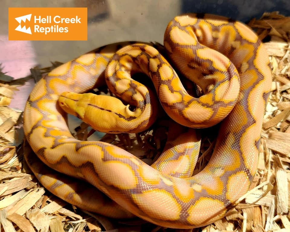 Super Dwarf Purple Albino 66% Het Snow Reticulated Python by Hell Creek ...