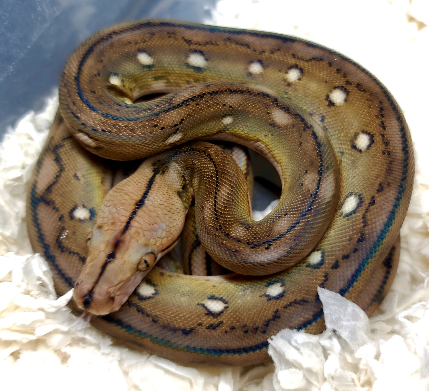 Super Dwarf Motley Tiger 100% Het Purple Albino 66% Het Anery ...