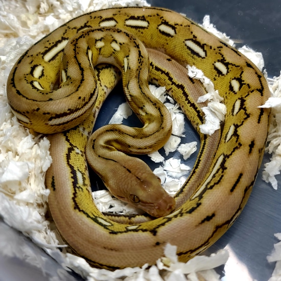 50% Super Dwarf 9.37 % Dwarf Platinum Tiger 100% Het Purple Albino 66% ...