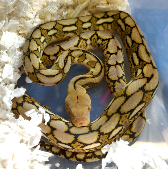 Super Dwarf Tiger 100% Het Purple 66% Het Anery Reticulated Python by ...