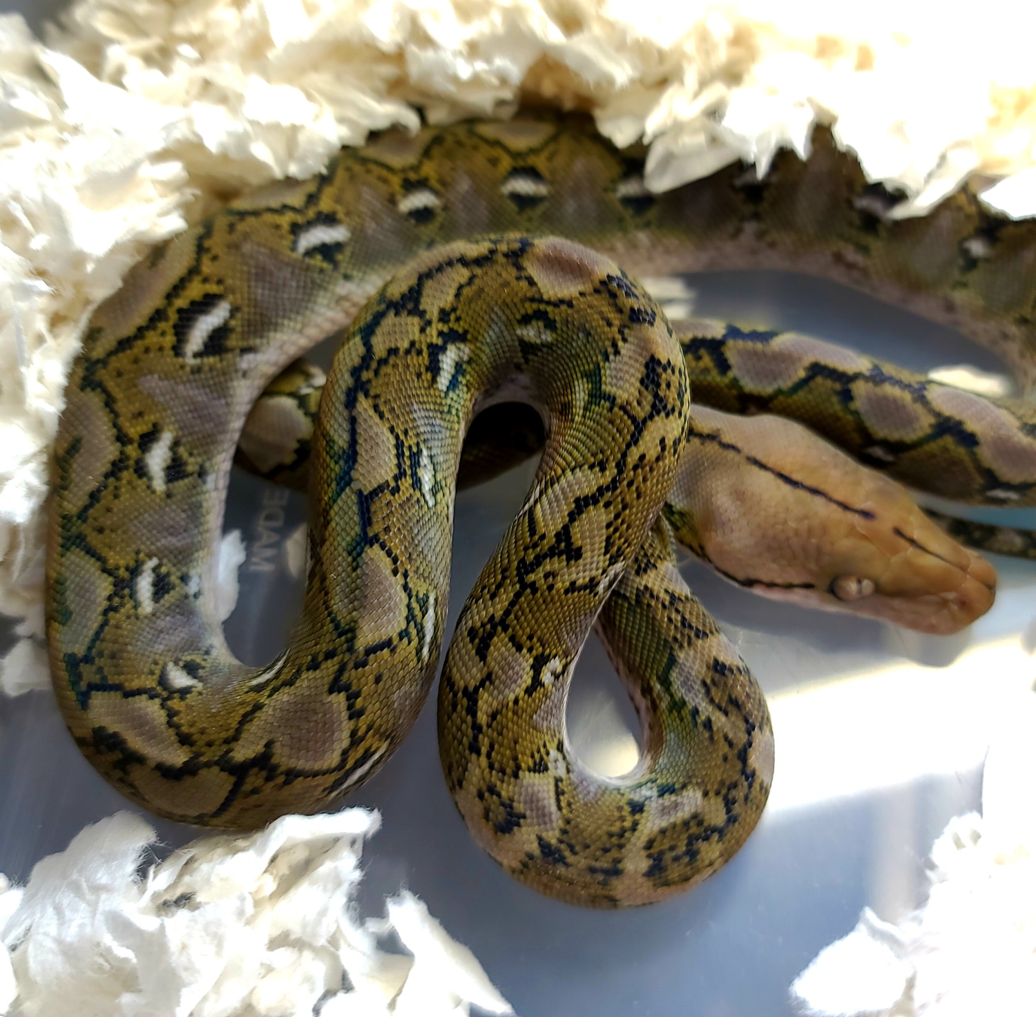 50% Super Dwarf 9.37 % Dwarf Anery 100% Het Purple Albino Reticulated ...