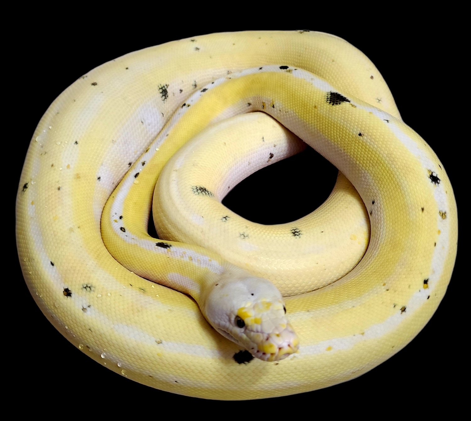 COW Possible Motley Tiger Sunfire Platinum 50% Het Albino Reticulated ...