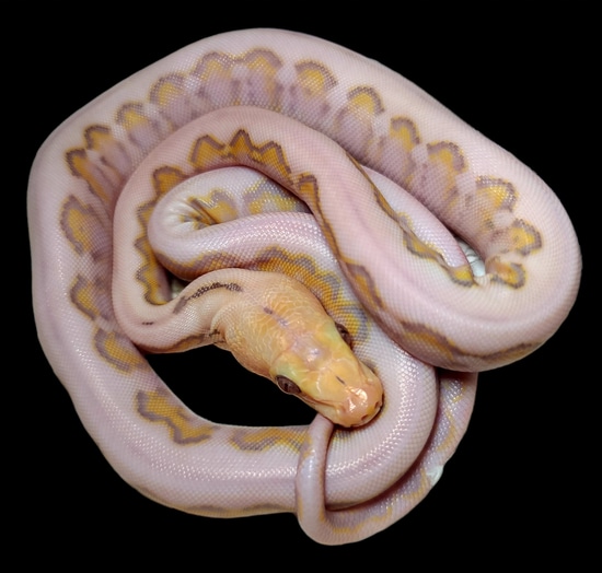 Kalaotoa Super Dwarf Snow Motley Jaguar Reticulated Python by Hell ...