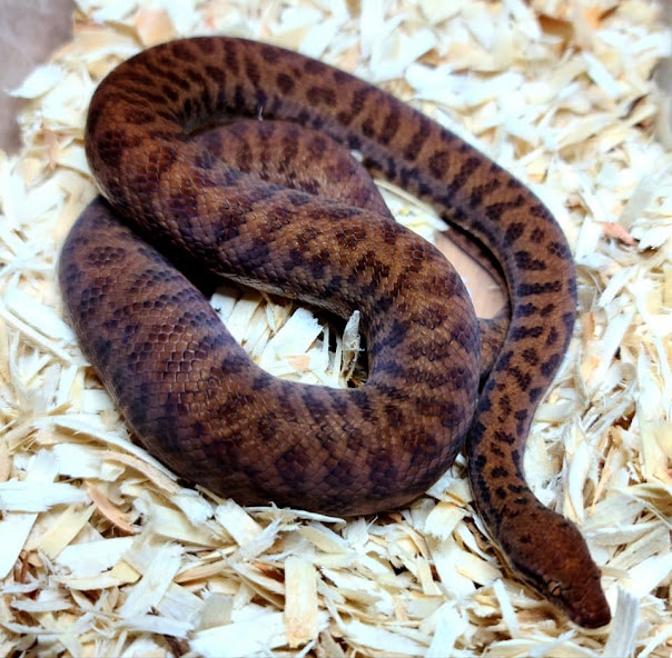 Anthill Pygmy Python by Hell Creek Reptiles - MorphMarket