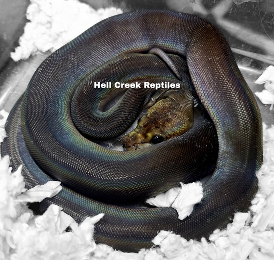 Kalaotoa Super Dwarf Super Motley Super Tiger Anery 100% Het Purple ...