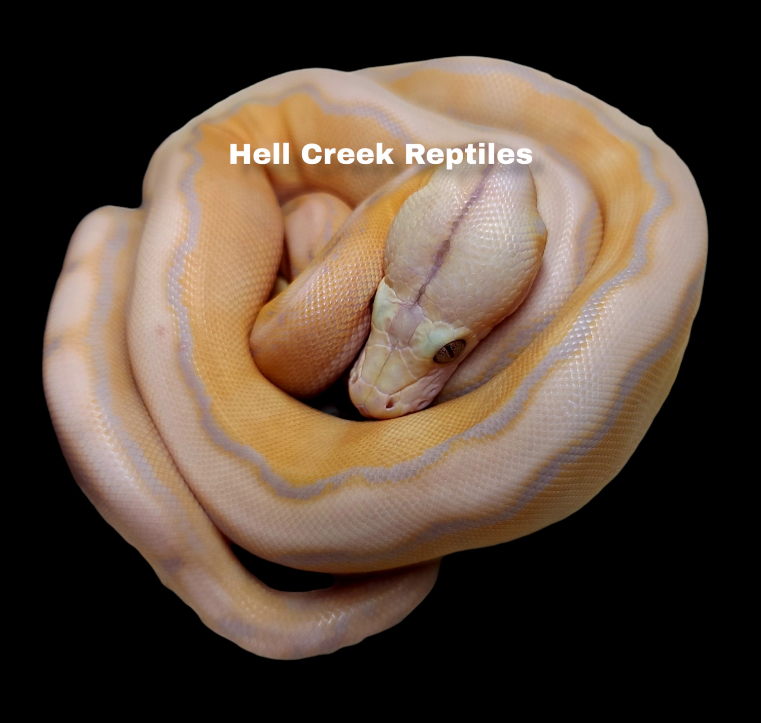 Super Dwarf Purple Motley 100% Het Anery Reticulated Python by Hell ...