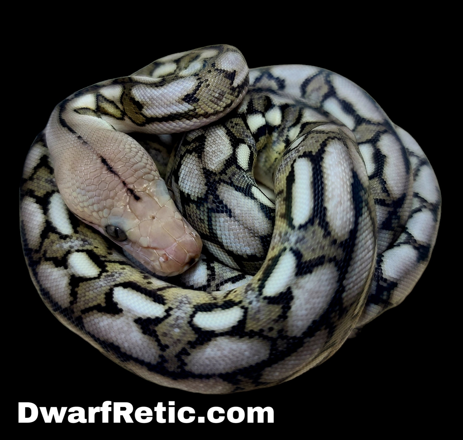 Super Dwarf Anery Tiger 100% Het Purple Reticulated Python by Hell ...