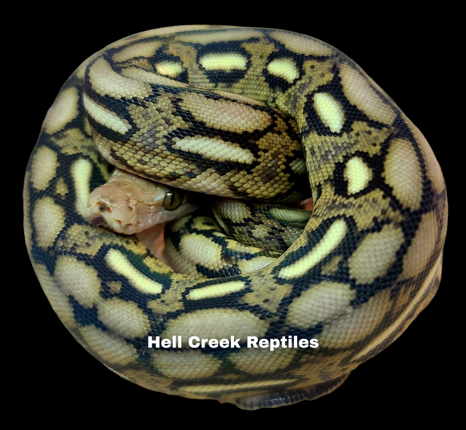 Super Dwarf Tiger 100% Double Het Purple Snow Reticulated Python by ...