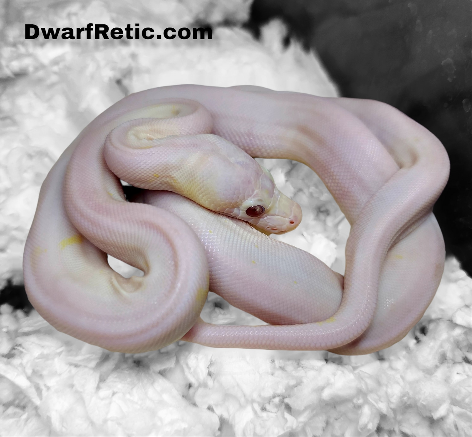 Super Dwarf Purple Super Motley 100% Het Anery Reticulated Python by ...