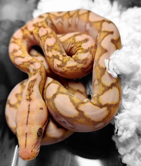 Kalaotoa Super Dwarf Snow Reticulated Python by Hell Creek Reptiles