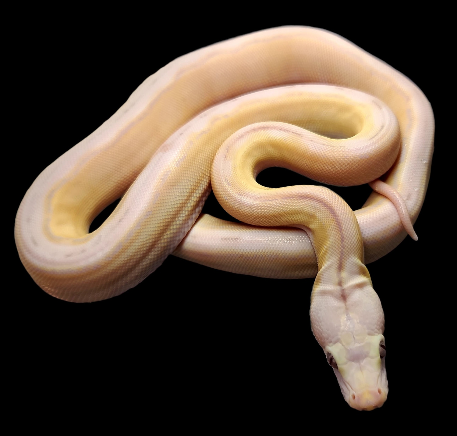 Super Dwarf Motley Tiger Purple Snow Reticulated Python by Hell Creek ...
