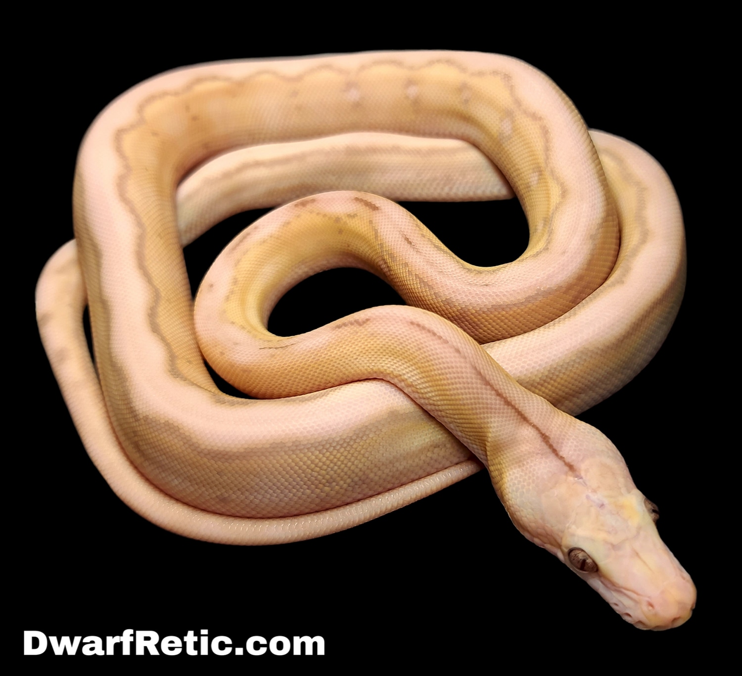 *SALE* Super Dwarf Motley Tiger Purple Snow Reticulated Python by Hell ...