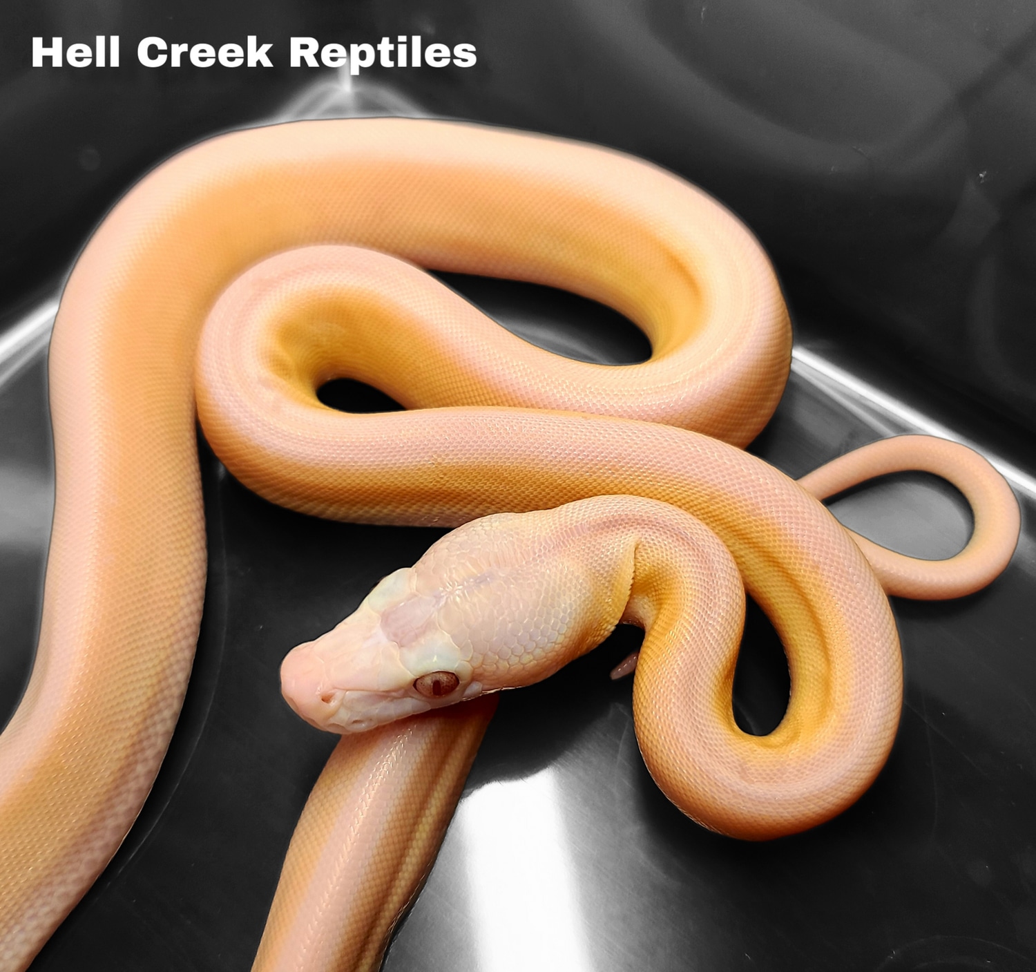 Super Dwarf Purple Super Tiger 100% Het Anery Reticulated Python by ...